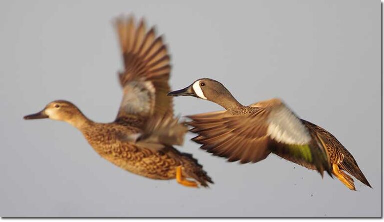 Blue-winged Teal Identification (Lots of Pictures)