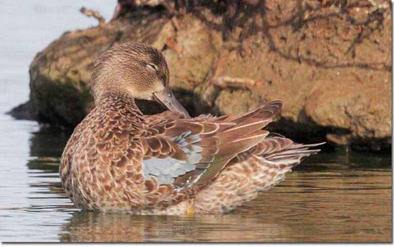 Blue-winged Teal Identification (Lots of Pictures)