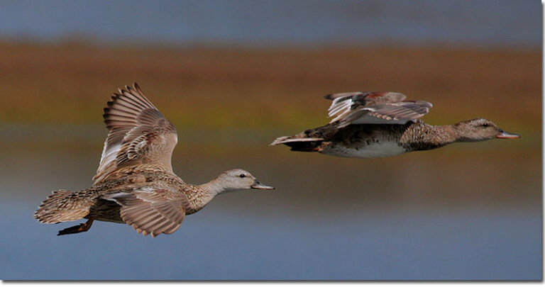 Missouri Duck Species: 10 Most Commonly Seen Ducks