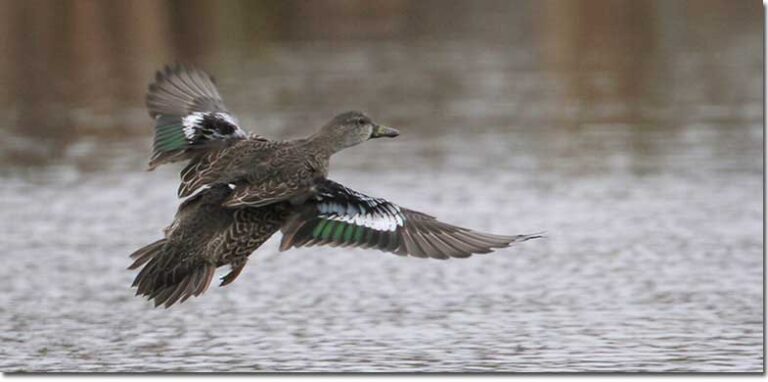 Blue-winged Teal Identification (Lots of Pictures)