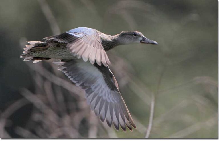 Blue-winged Teal Identification (Lots of Pictures)