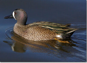 Blue-winged Teal Identification (Lots of Pictures)