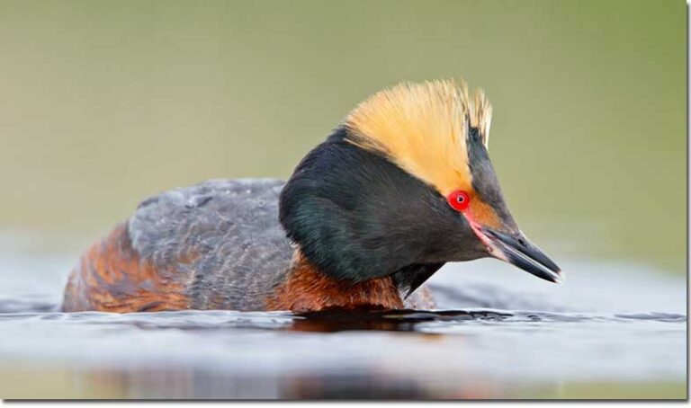 Bird Family: Grebe (Ducks) - Identification