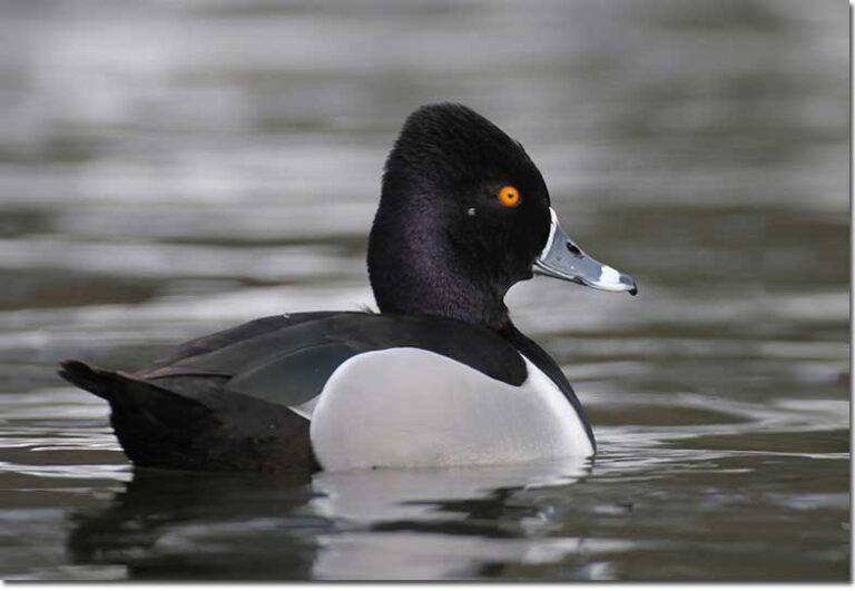 Florida Ducks – 24 Year-Round & Wintering Species