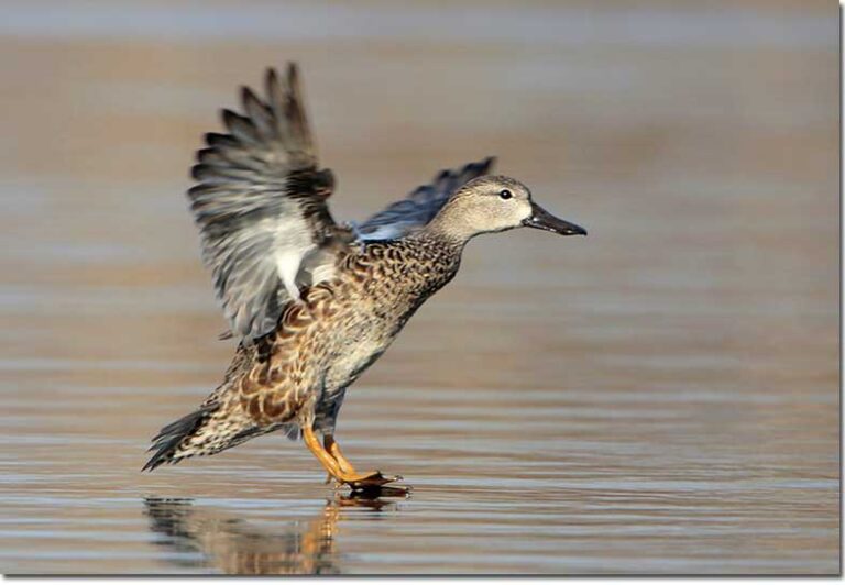 Blue-winged Teal Identification (Lots of Pictures)