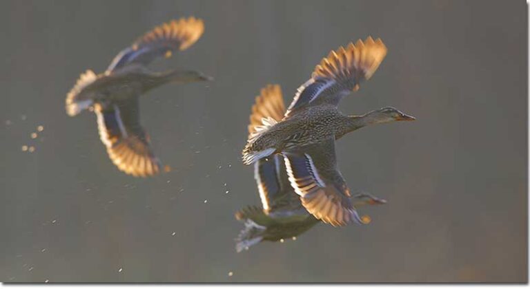 What Is A Group Of Ducks Called? A Team? Or A Raft? Collective Names ...