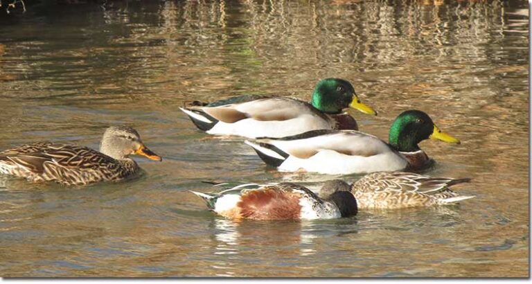 12 Facts about Ducks That Everyone Should Know