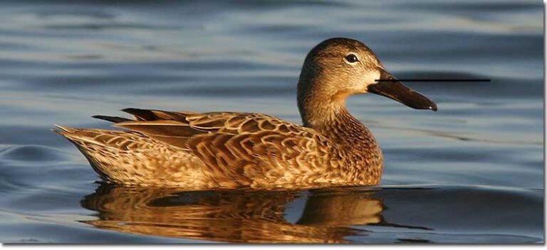 Blue-winged Teal Identification (Lots of Pictures)