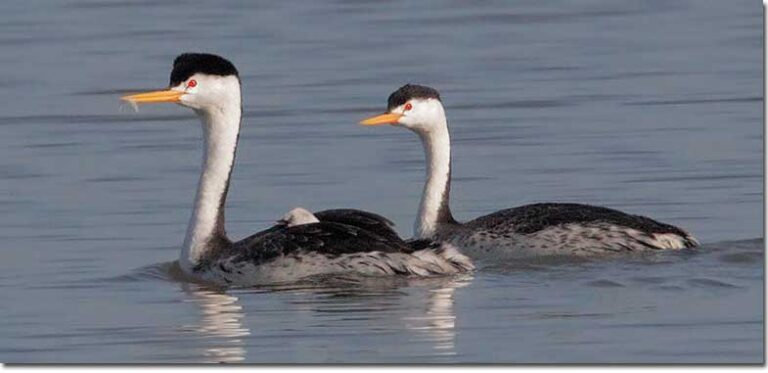Bird Family: Grebe (Ducks) - Identification