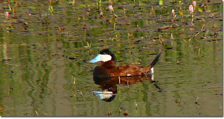 Ruddy Duck - ID, Facts, Diet, Habit & More | Birdzilla