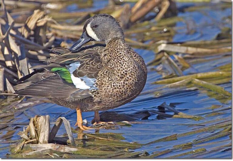 Texas Ducks By Species: 15 Species You Are Most Likely To See