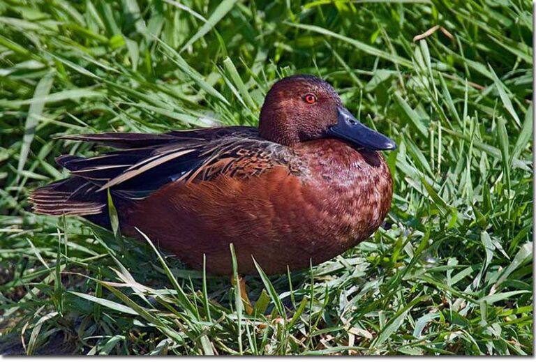 10 Wild Ducks In Arizona: Identifying The Most Common Ones