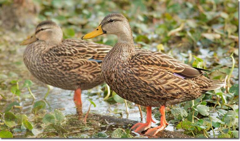 What Is A Group Of Ducks Called? A Team? Or A Raft? Collective Names ...