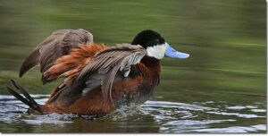 Ruddy Duck - ID, Facts, Diet, Habit & More | Birdzilla