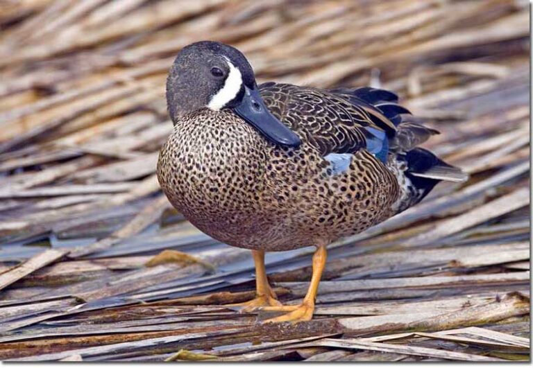 Blue-winged Teal Identification (Lots of Pictures)