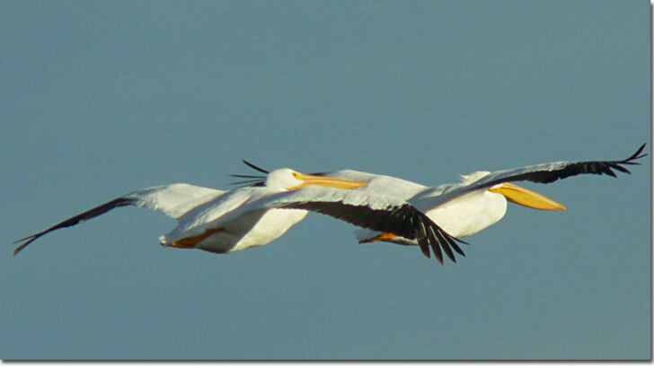 Pelicans In The United States: Species & Identification Tips