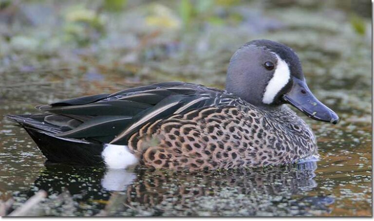 Blue-winged Teal Identification (Lots of Pictures)