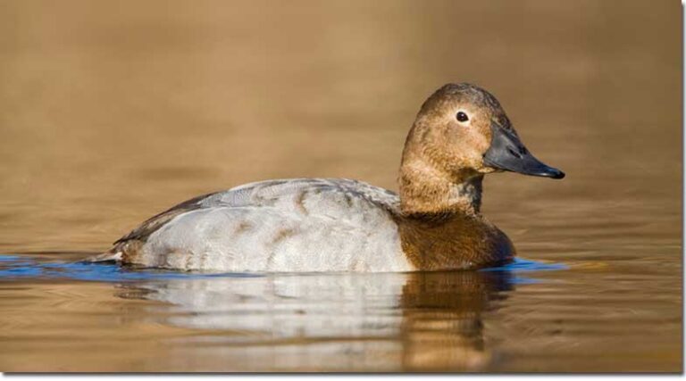 Canvasback - ID, Facts, Diet, Habit & More | Birdzilla
