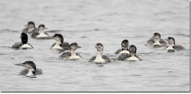 Common Loon - ID, Facts, Diet, Habit & More | Birdzilla