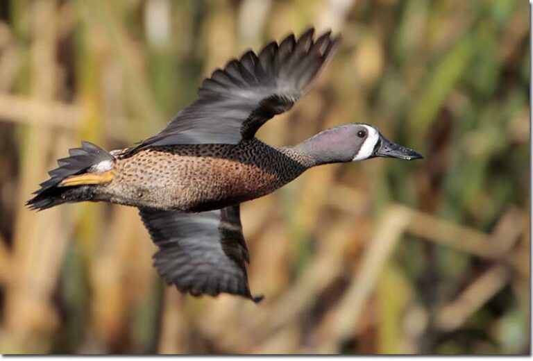 Blue-winged Teal Identification (Lots of Pictures)