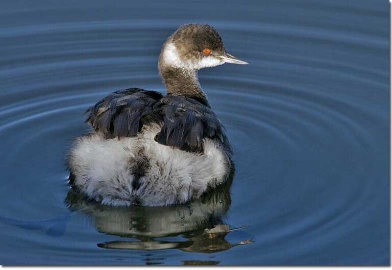 Bird Family: Grebe (Ducks) - Identification