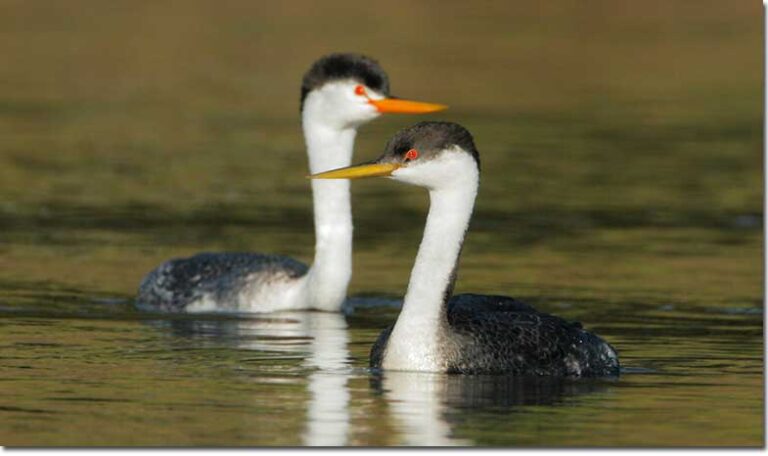 Bird Family: Grebe (Ducks) - Identification