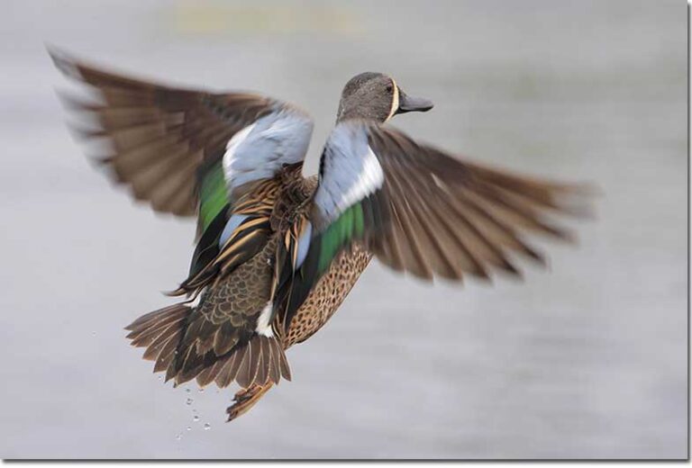 Blue-winged Teal Identification (Lots of Pictures)