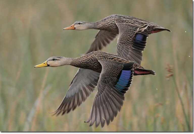 27 Types of Ducks in the United States [Complete Field Guide]