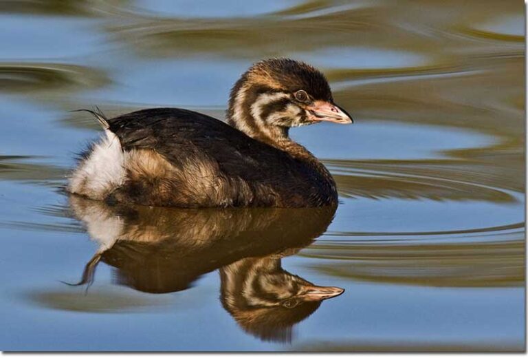 Bird Family: Grebe (Ducks) - Identification