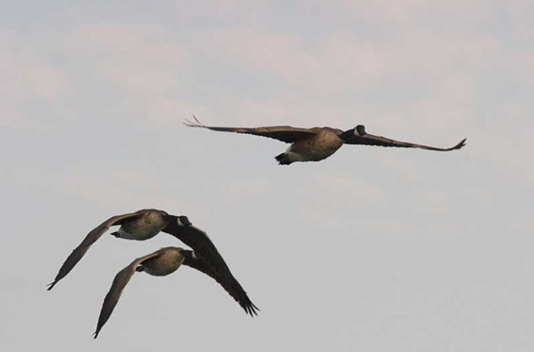 What Is A Group Of Geese Called? Different Terms & When To Use