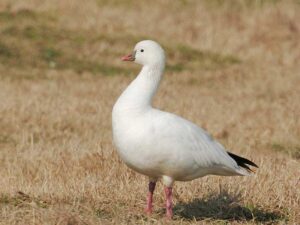 Emperor Goose - ID, Facts, Diet, Habit & More | Birdzilla