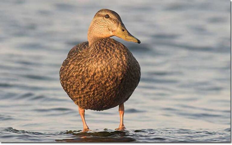 American Coot - ID, Facts, Diet, Habit & More | Birdzilla