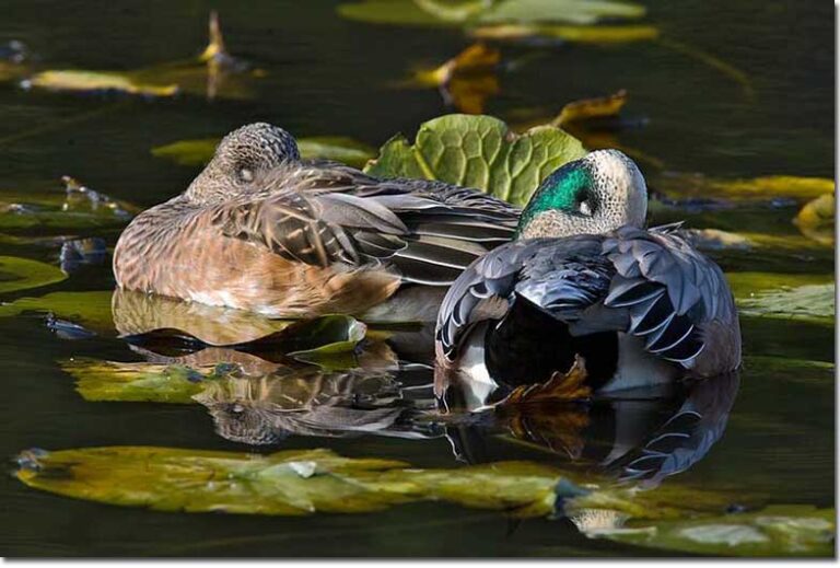 American Wigeon (Male and Female Identification) + Photos
