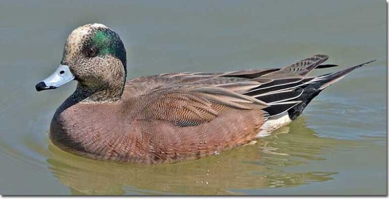 American Wigeon (Male and Female Identification) + Photos