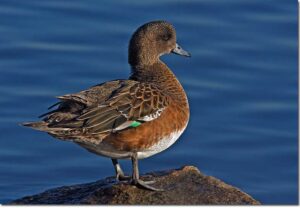 American Wigeon (Male and Female Identification) + Photos