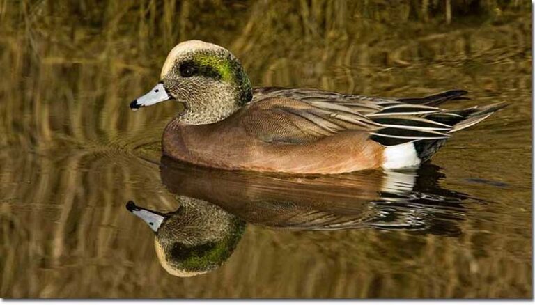 American Wigeon (Male and Female Identification) + Photos