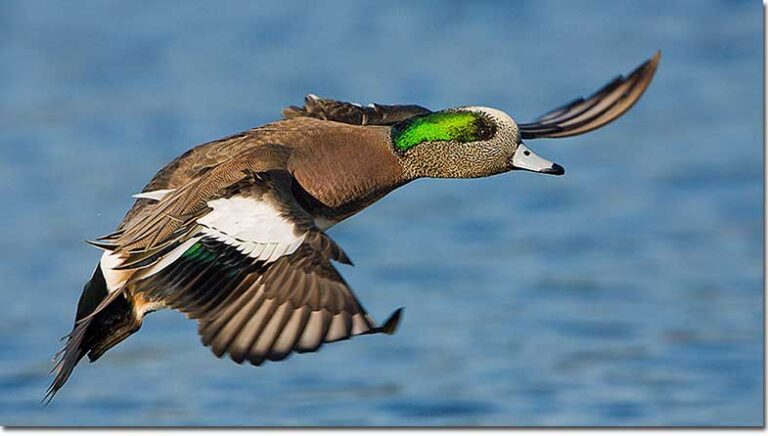 American Wigeon (Male and Female Identification) + Photos