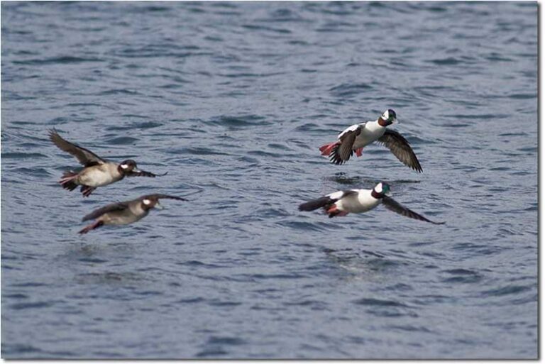 Do Groups of Birds Really Have Their Collective Nouns?