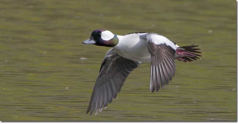 Bufflehead - ID, Facts, Diet, Habit & More | Birdzilla