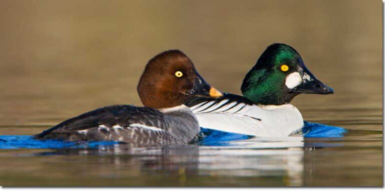Wisconsin Ducks – 26 Common Species & Where To See Them