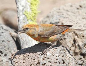 Birds That Look Just Like Cardinals – 8 Lookalikes