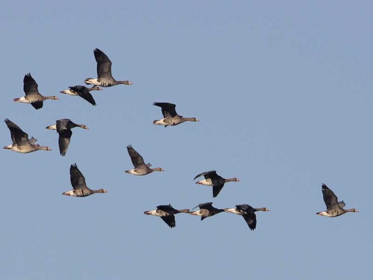 What Is A Group Of Geese Called? Different Terms & When To Use