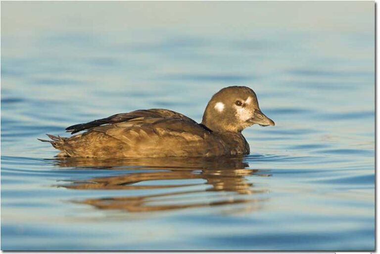 How To Tell Female Ducks Apart From Males [ID Guide]