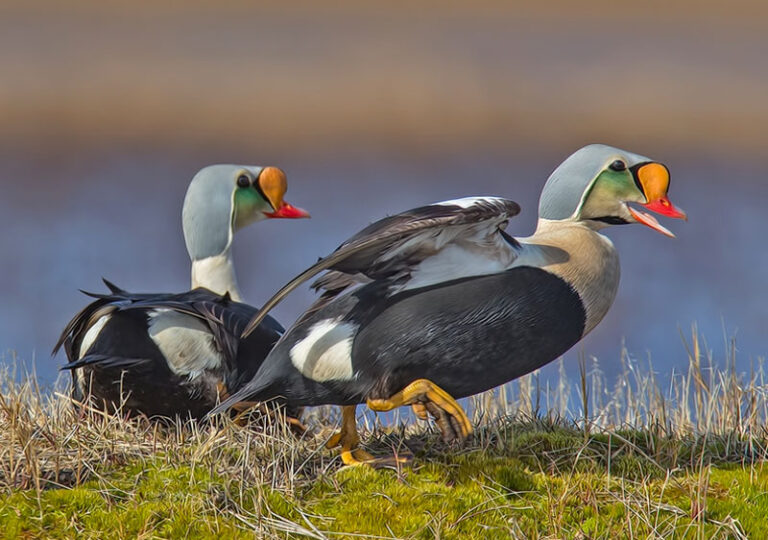 King Eider (ID, Facts, Diet, Habit & More)