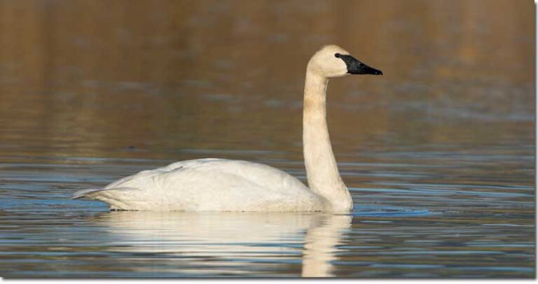 Trumpeter Swan - ID, Facts, Diet, Habit & More | Birdzilla