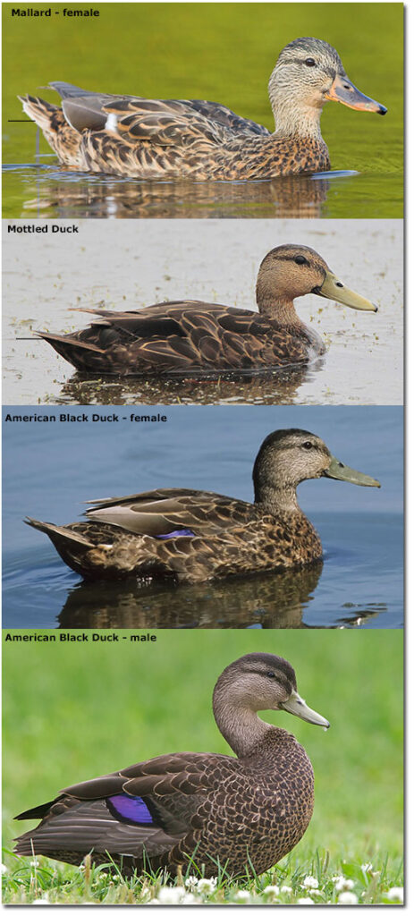 Mallard vs Black Duck vs Mottled Duck - Know The Differences