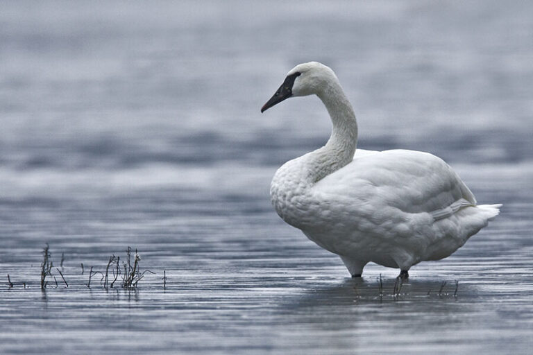 3 Types Of Swans In North America & How To Tell Them Apart