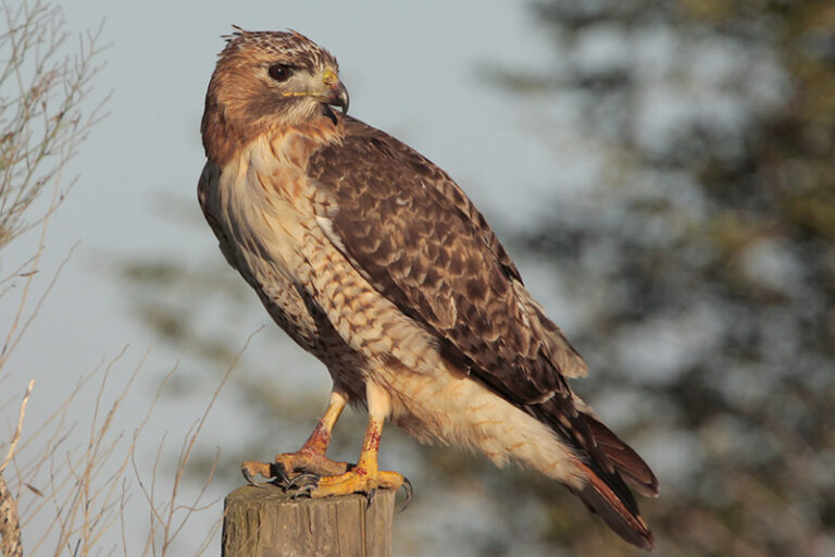 Red-tailed Hawk - ID, Facts, Diet, Habit & More | Birdzilla