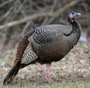 The Physical Differences Between Female & Male Turkeys