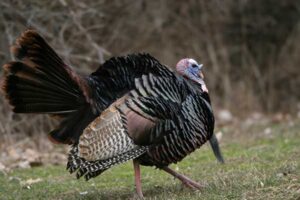 Wild Turkey Identification, Life Cycle & More